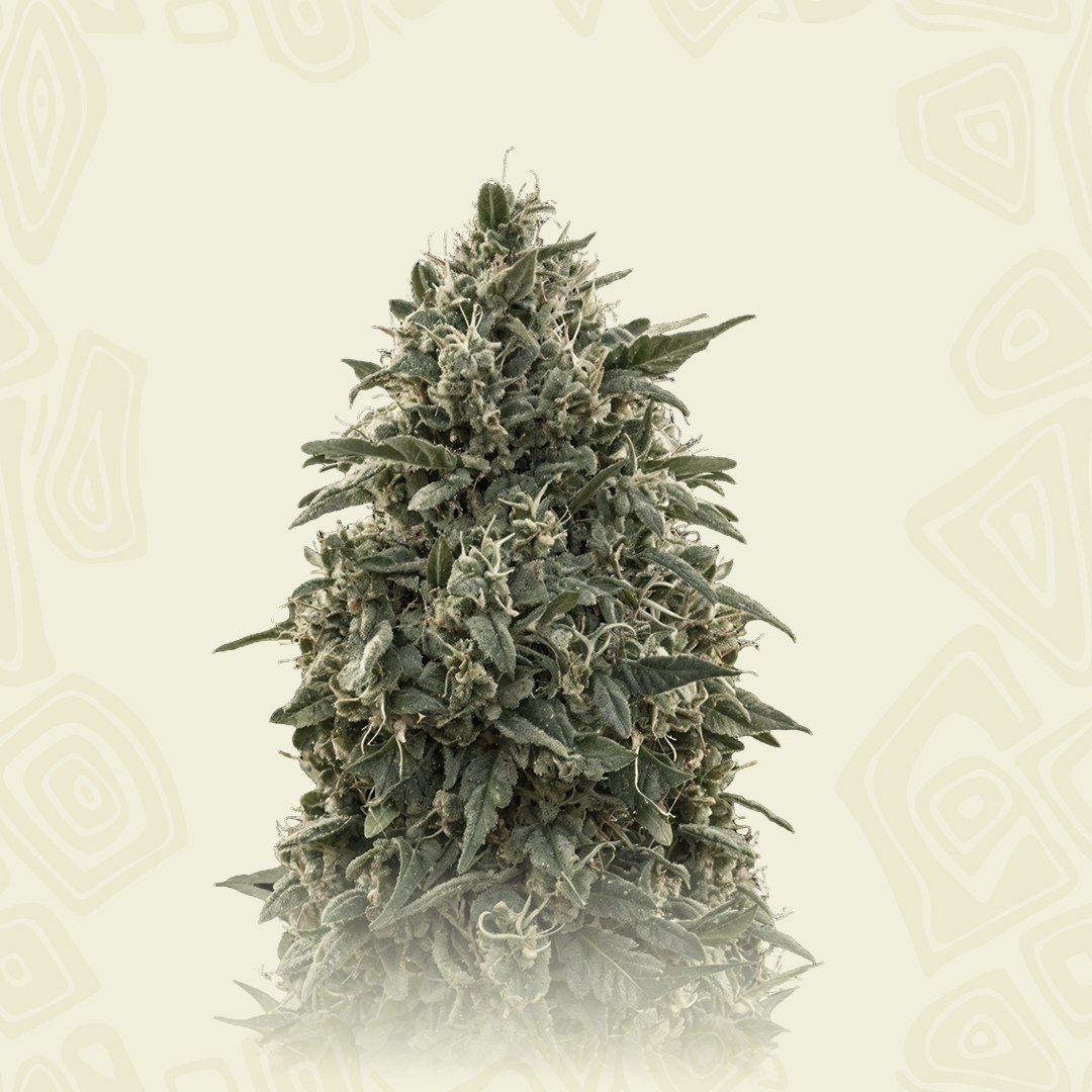 Amnesia Hy Pro – KK2 Trading BV