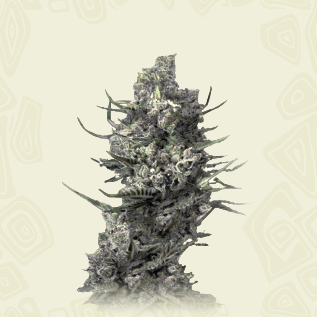 Deadcheese Feminized seeds - Kk2 Trading – KK2 Trading BV