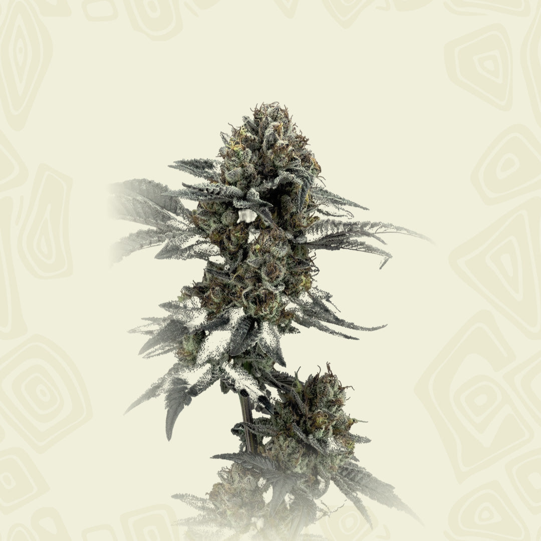 Girl Scout Cookies Feminized seeds - Kk2 Trading – KK2 Trading BV