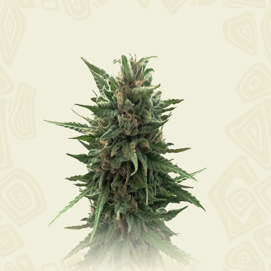 Lemon Kush Feminized seeds - Kk2 Trading – KK2 Trading BV