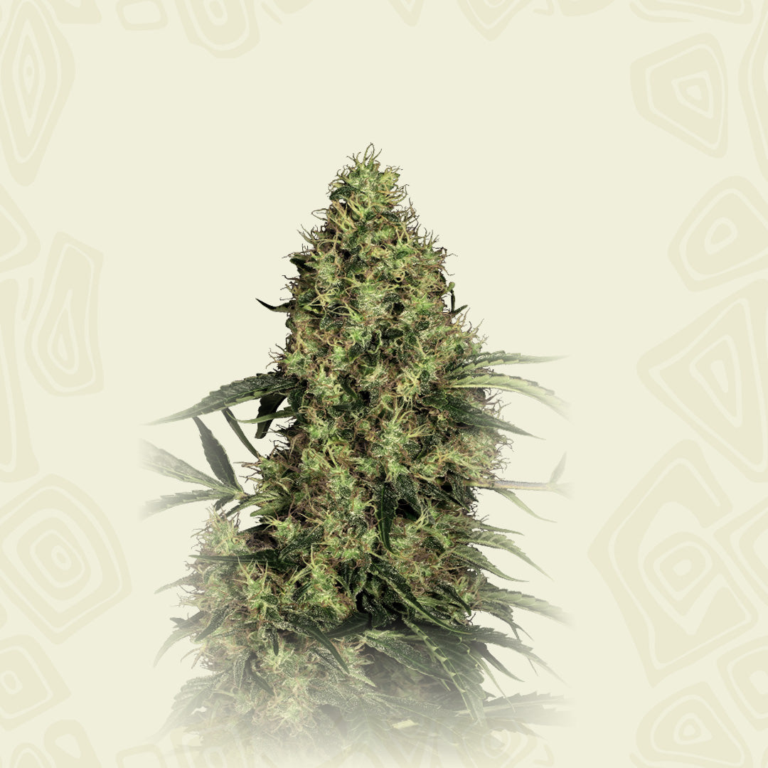 Mendocino Purple Feminized seeds - Kk2 Trading – KK2 Trading BV
