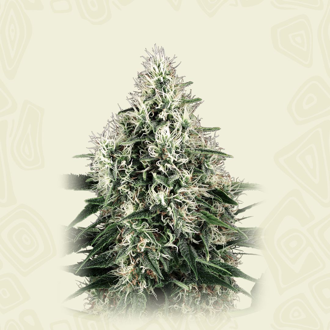 Powerplant Feminized seeds - Kk2 Trading – KK2 Trading BV